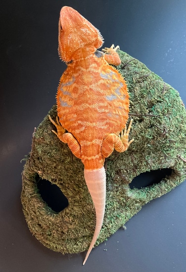 Hypo 66% Het Zero 66% Het Trans 50% Het Witblits Orange/Red Central ...