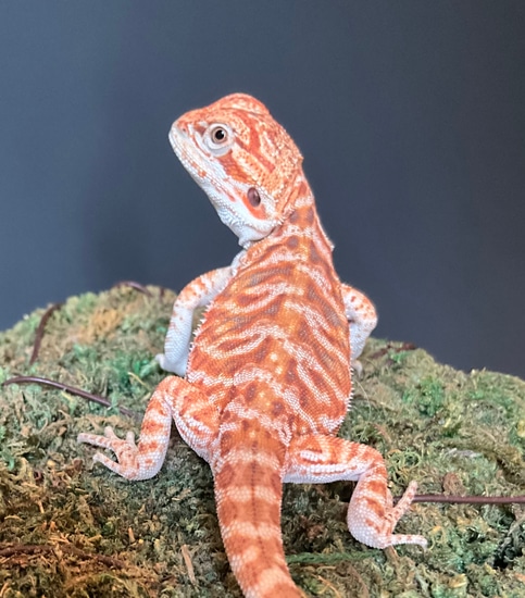 Hypo Het Trans 50% Het Zero Leatherback Tiger Orange/Red Bearded Dragon ...