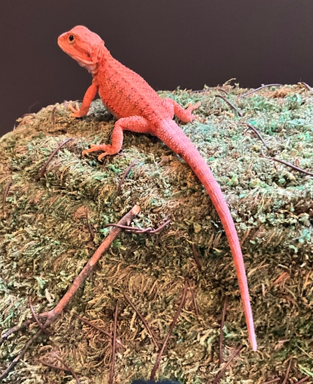 Hypo Trans 50% Het Zero Red/Orange Central Bearded Dragon by Vicious ...