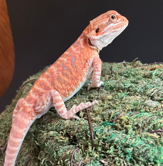 Hypo Het Trans 50% Het Zero Red/Orange Tiger Leatherback Central ...