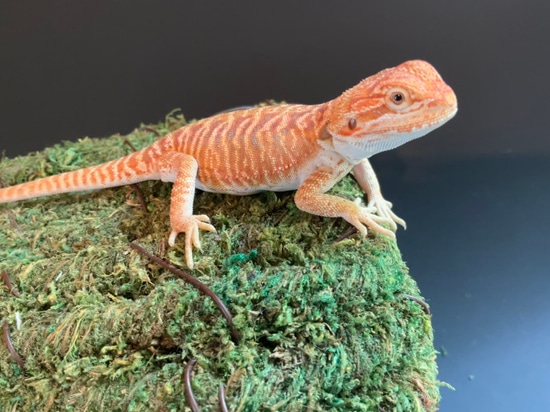 Hypo Het Trans 50% Het Zero Tiger Orange/Red Tiger Leatherback Central ...