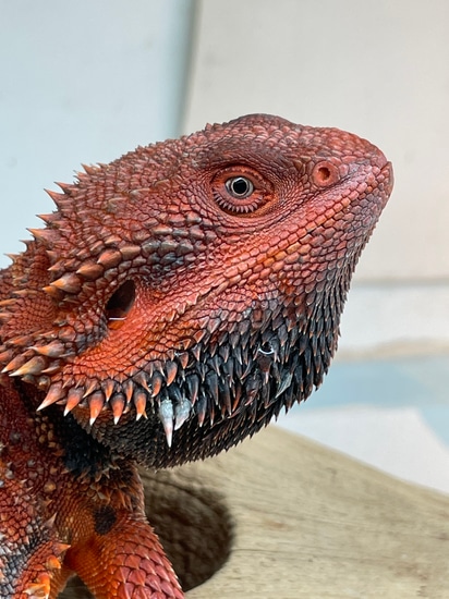 8 Month Old Red Monster Pet Only Central Bearded Dragon by Austin’s Dragons