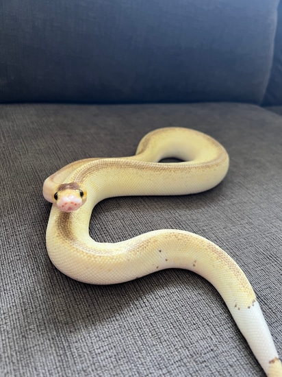 Champagne Pied Ball Python by Mini Zoo