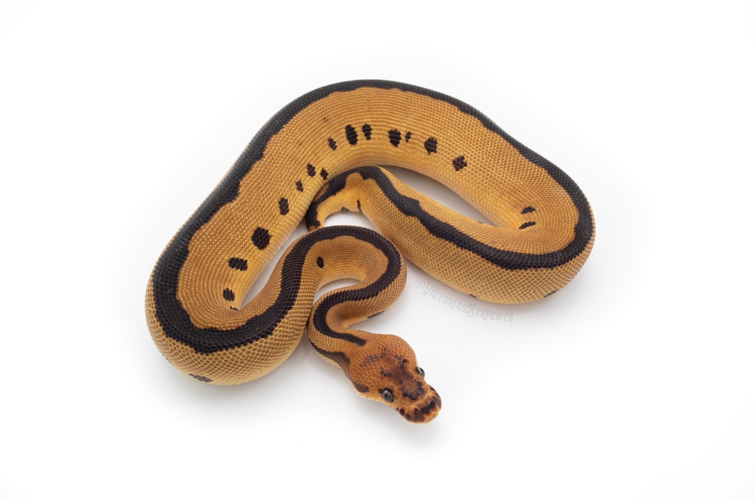 Fire Leopard Clown 100% Het Pied (Pos Super Leopard) Ball Python by ...