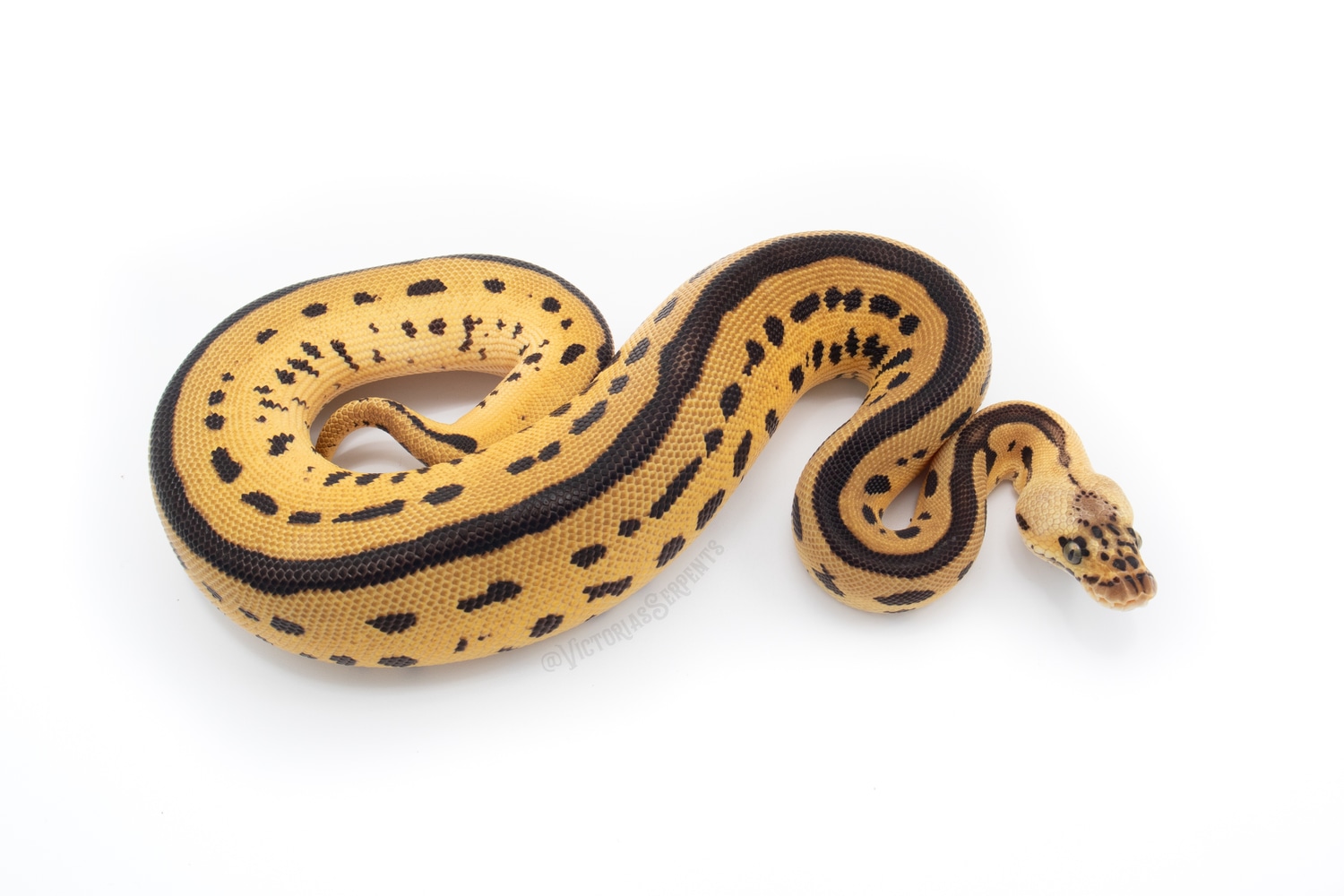 Firefly Leopard Clown 100% Het Pied (Pos Super Leopard) Ball Python by ...