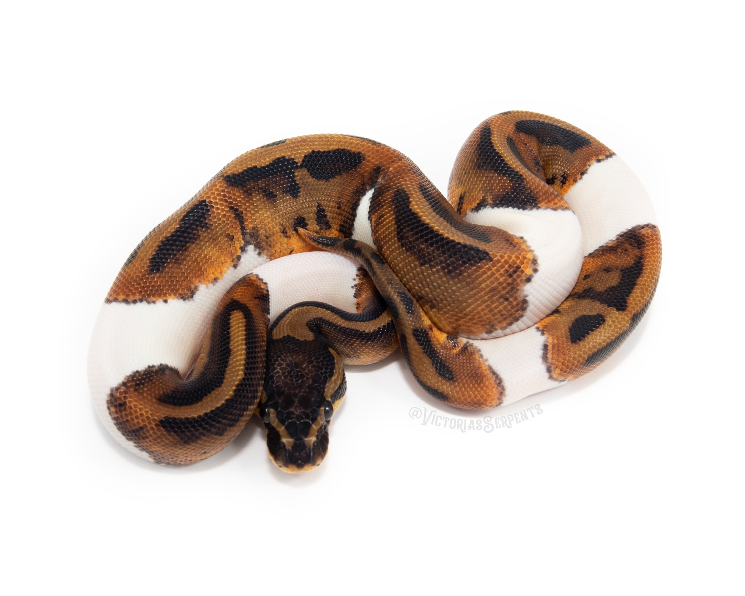 Pied 100% Het DG Ball Python by Victoria's Serpents - MorphMarket