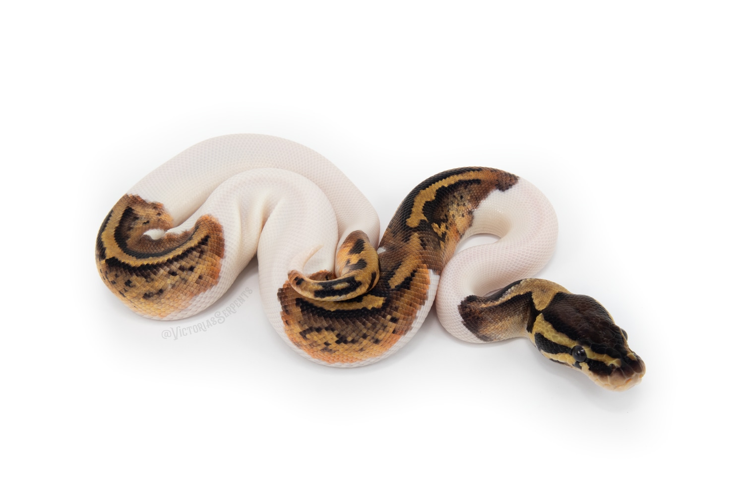 Pastel Pied Het DG Ball Python by Victoria's Serpents - MorphMarket