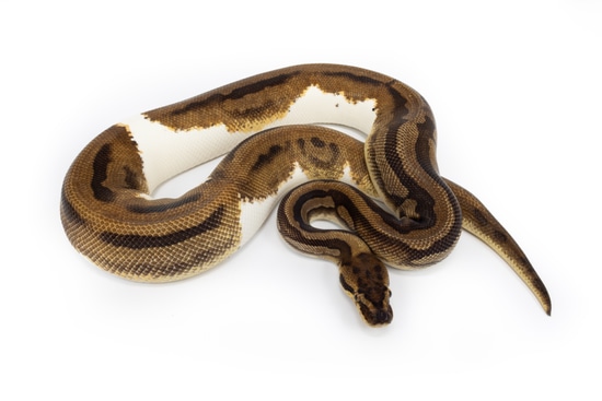 Enchi Leo Pied Het Clown Ball Python by Victoria's Serpents