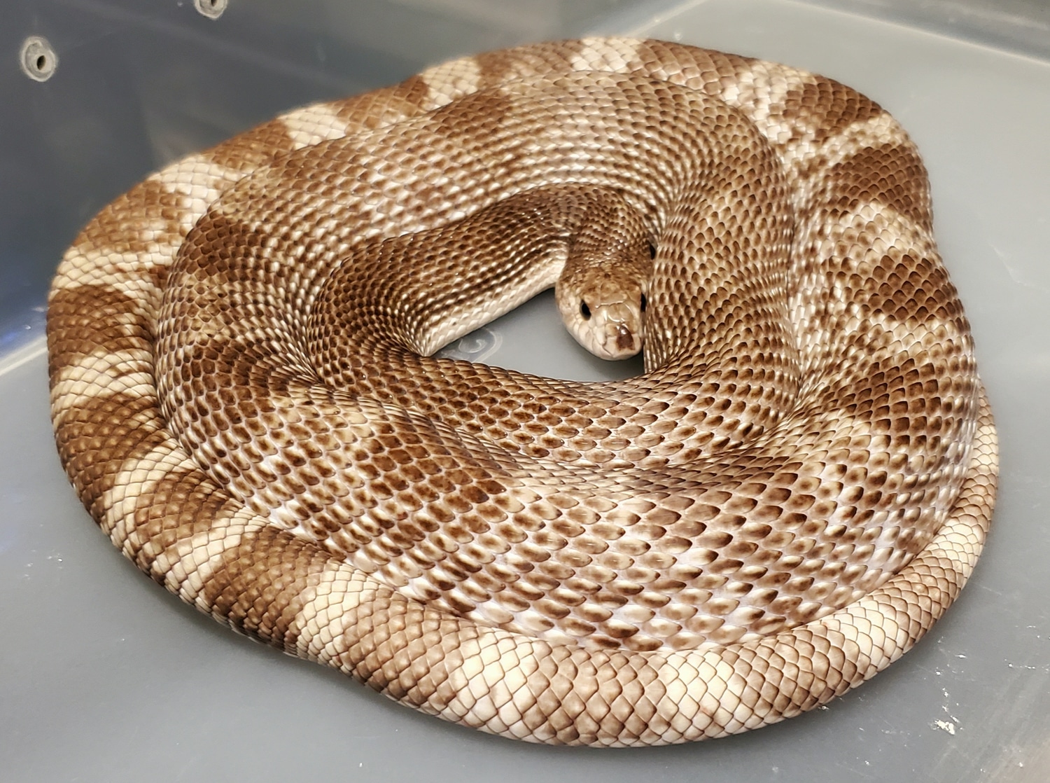 Het Leucistic Florida Pine Snake by Vic's Pituophis - MorphMarket