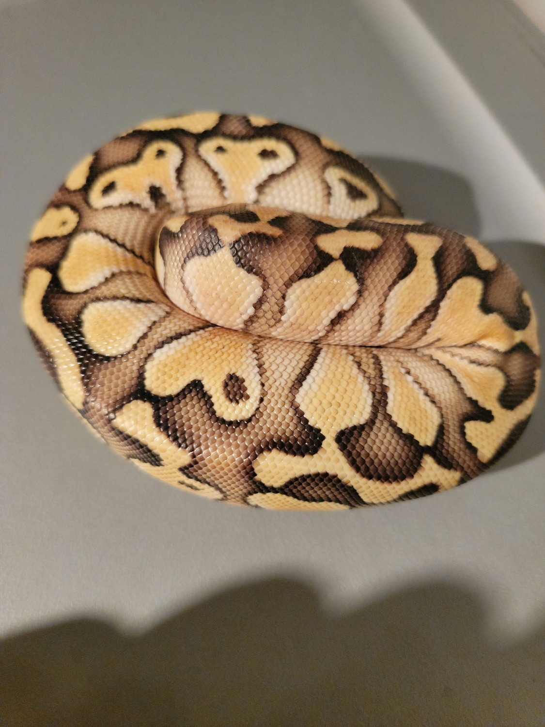 Pastel Lesser Het Clown Ball Python by Victor Vanquish's Ball Pythons ...