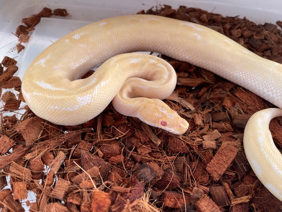 Champagne Albino Ball Python by Victor Vanquish's Ball Pythons