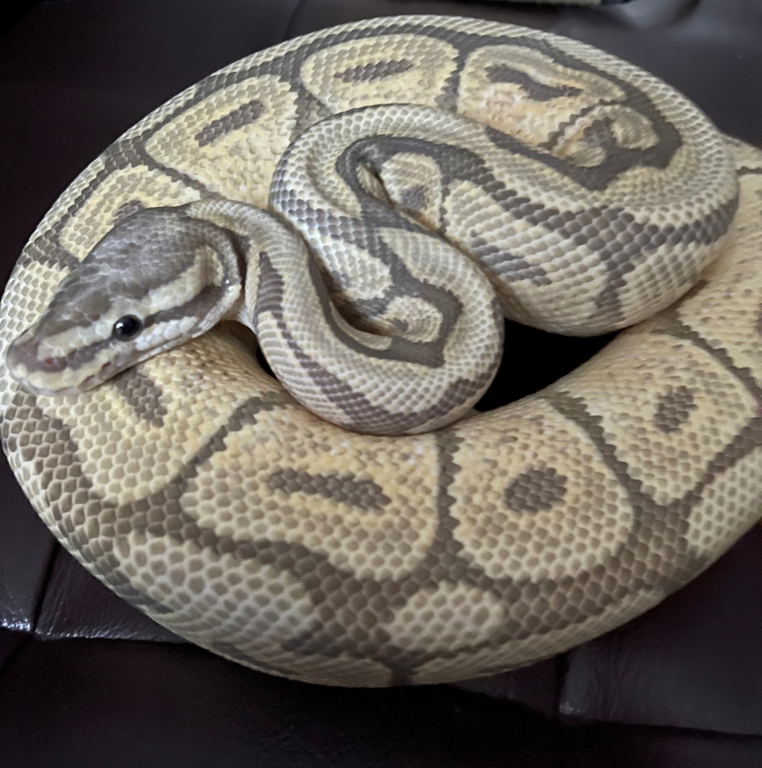 Pastave Bee (Prooven) Ball Python by Victor Vanquish's Ball Pythons ...