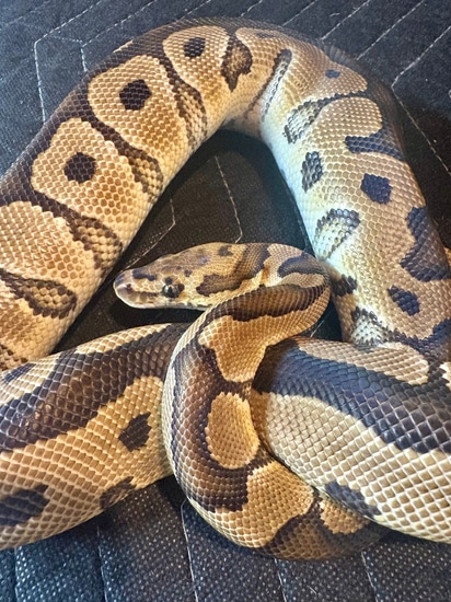 Eden Ball Python by HissHaus