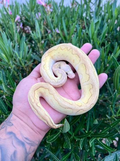 Super Pastel Lesser Clown Pos Het Hypo Ball Python by Vigil’s Iconic Royals