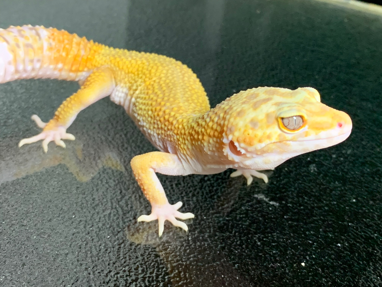 Tangelo Het Eclipse Leopard Gecko by Sith Lords Gecko - MorphMarket