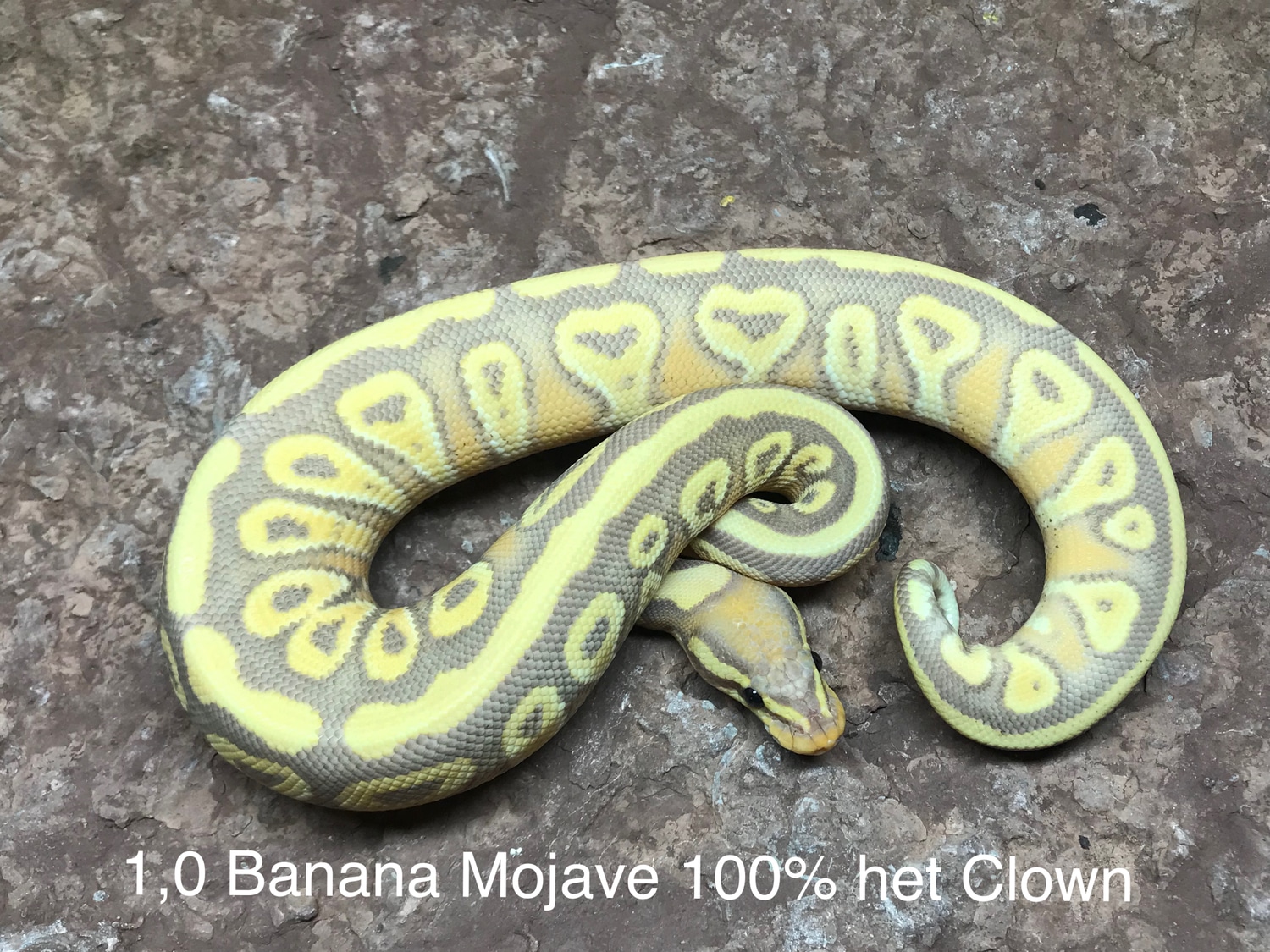 Banana Mojave 100% Het Clown Ball Python by Simon Christensen - MorphMarket