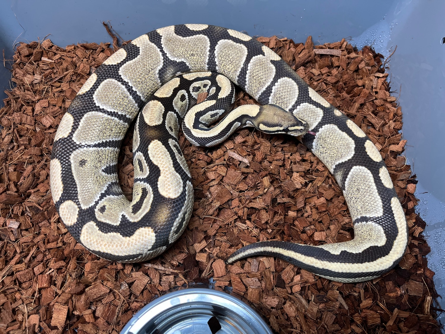 Simon Christensen's Collection - MorphMarket