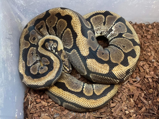 Spotnose Ball Python by Simon Christensen