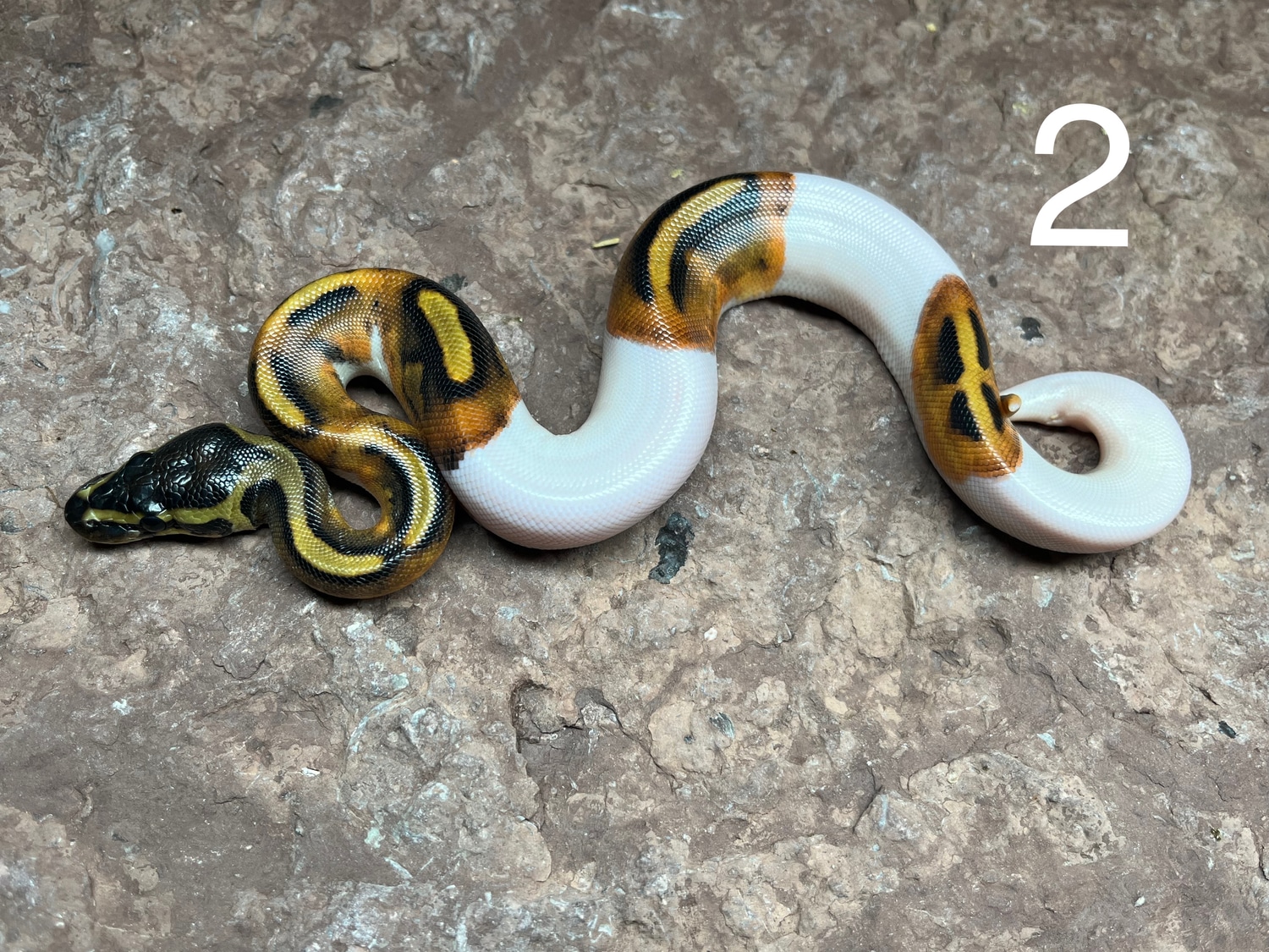 Pied Ball Python by Simon Christensen - MorphMarket