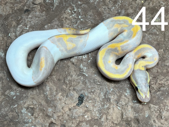 Banana Pied Ball Python by Simon Christensen