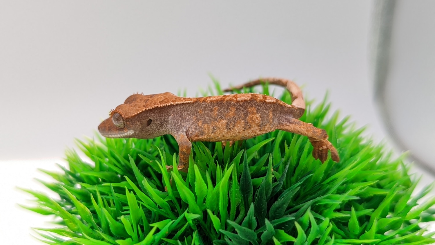 Harlequin W/white Highlights Crested Gecko by Viking Geckos LLC ...