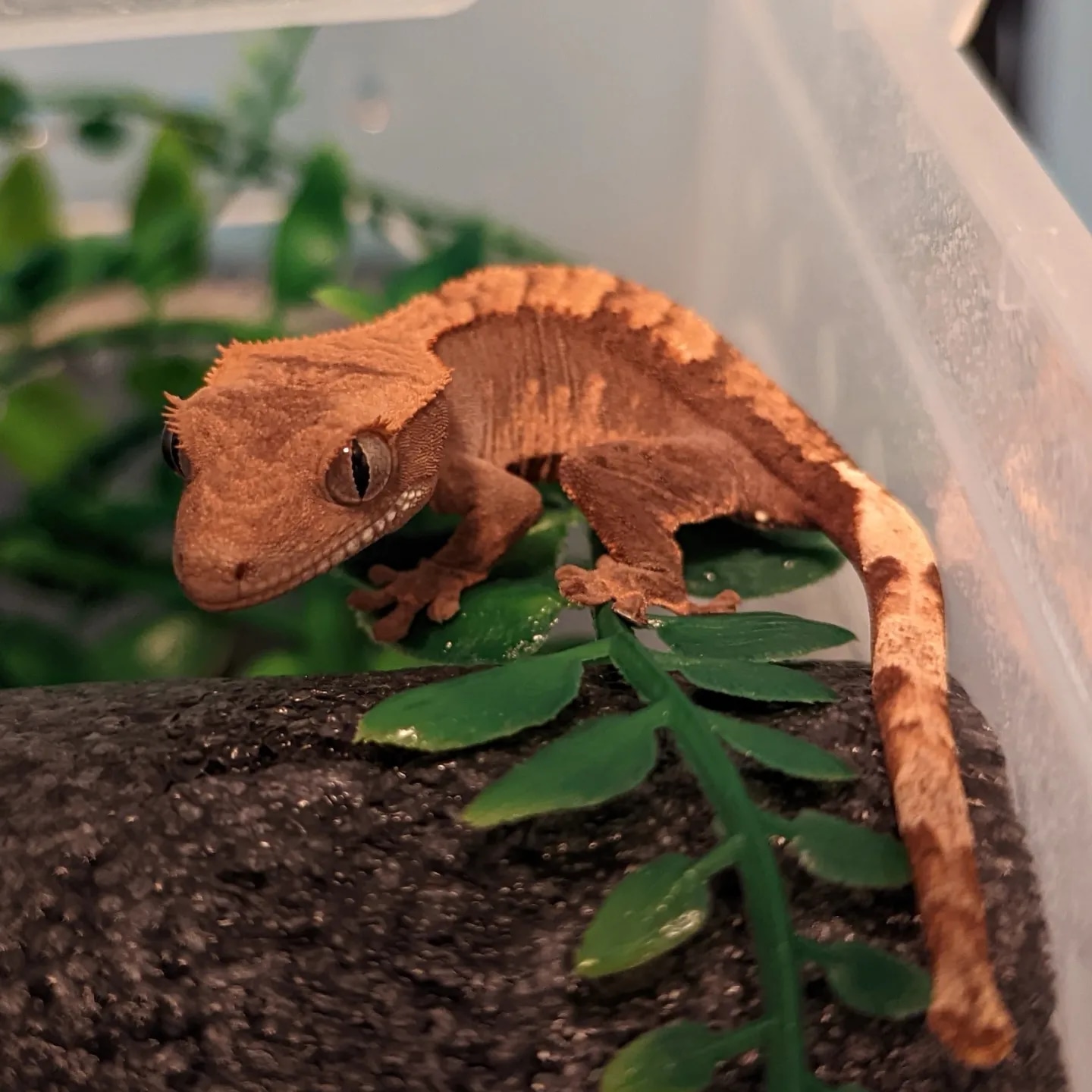 Red Flame Crested Gecko by Viking Geckos LLC - MorphMarket