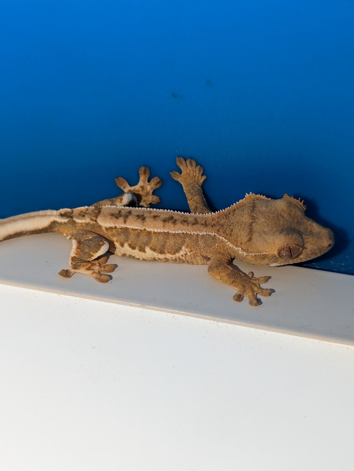 High Contrast Tri Color Lilly White Crested Gecko by Viking Geckos LLC ...