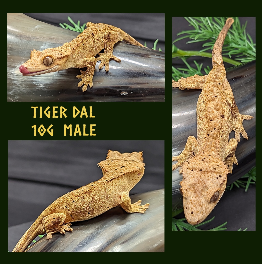Yellow And Possible Red Tiger Dalmatian Crested Gecko by Viking Geckos ...