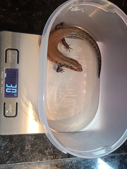 CCB African Fire Skink by Hissy Hogs and Skinks