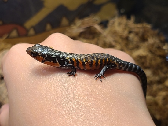 Fire Skinks Babies 2 Available by Hissy Hogs and Skinks