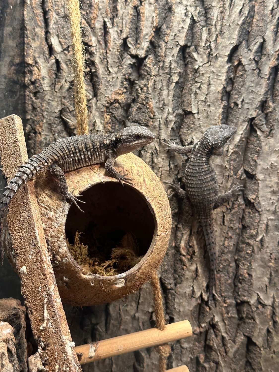 Armadillo Lizard Cordylus Tropidosternum More Lizard by Hissy Hogs and ...