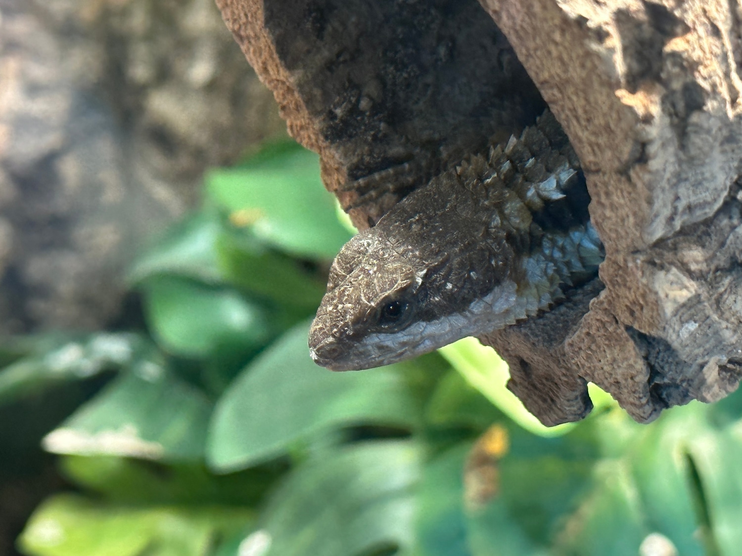 Armadillo Lizards Captive Breeding Trio (Cordylus Topidostenum) More ...