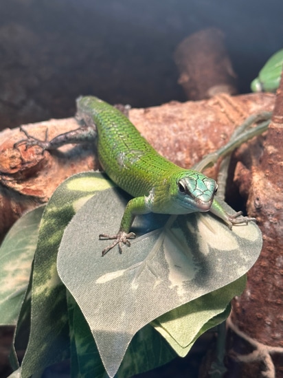 Emerald Tree Skink More Skink by Hissy Hogs and Skinks