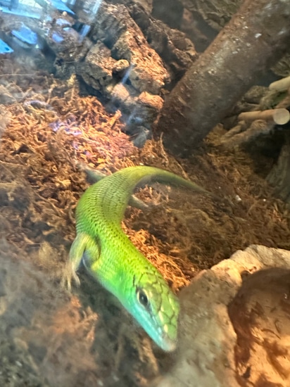 Emerald Tree Skink More Skink by Hissy Hogs and Skinks