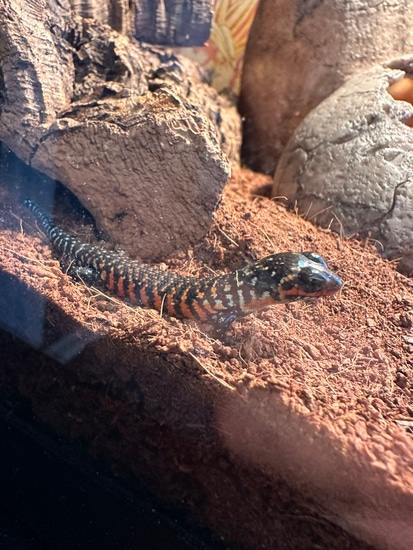 African Fire Skink Baby CBB by Hissy Hogs and Skinks