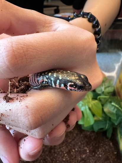 African Fire Skink CBB (Lockheart) by Hissy Hogs and Skinks