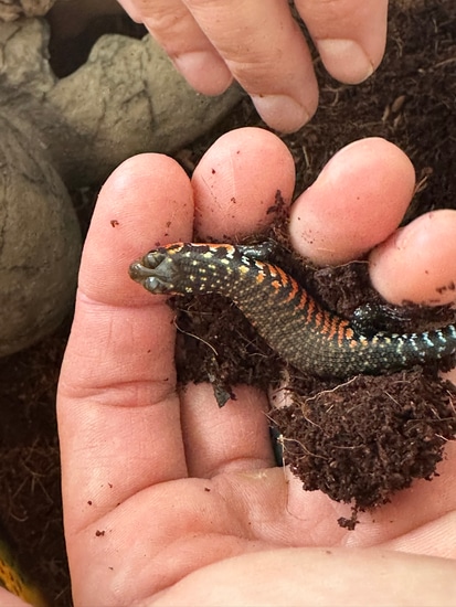 CBB African Fire Skink ( Sneaky ) by Hissy Hogs and Skinks