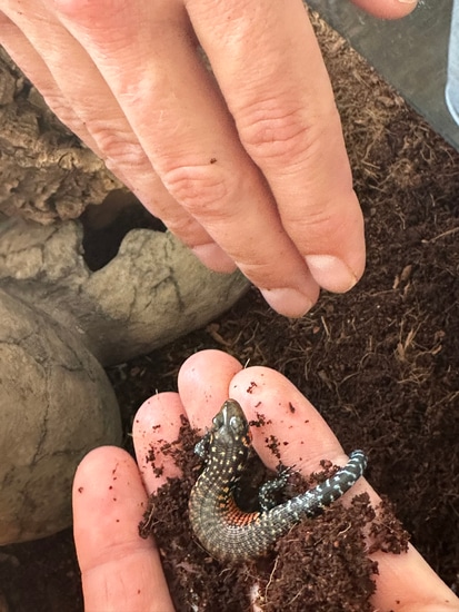 African FireSkink Baby CBB Fire Skink by Hissy Hogs and Skinks