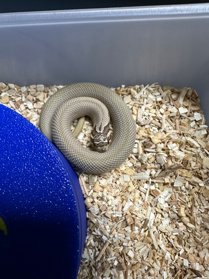 "Silver" - Super Conda Male Western Hognose by Hissy Hogs and Skinks