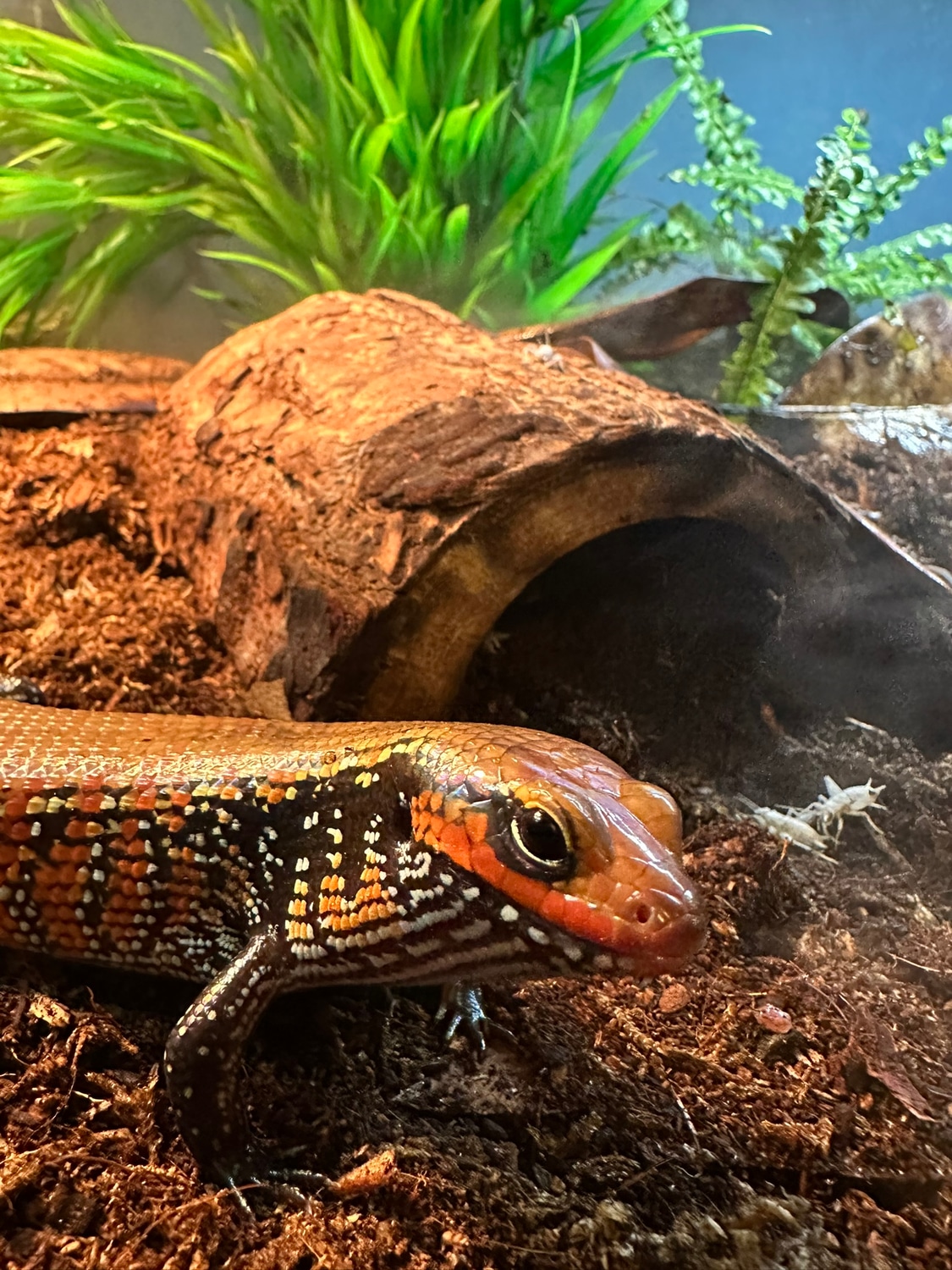 Hissy Hogs and Skinks's Collection - MorphMarket