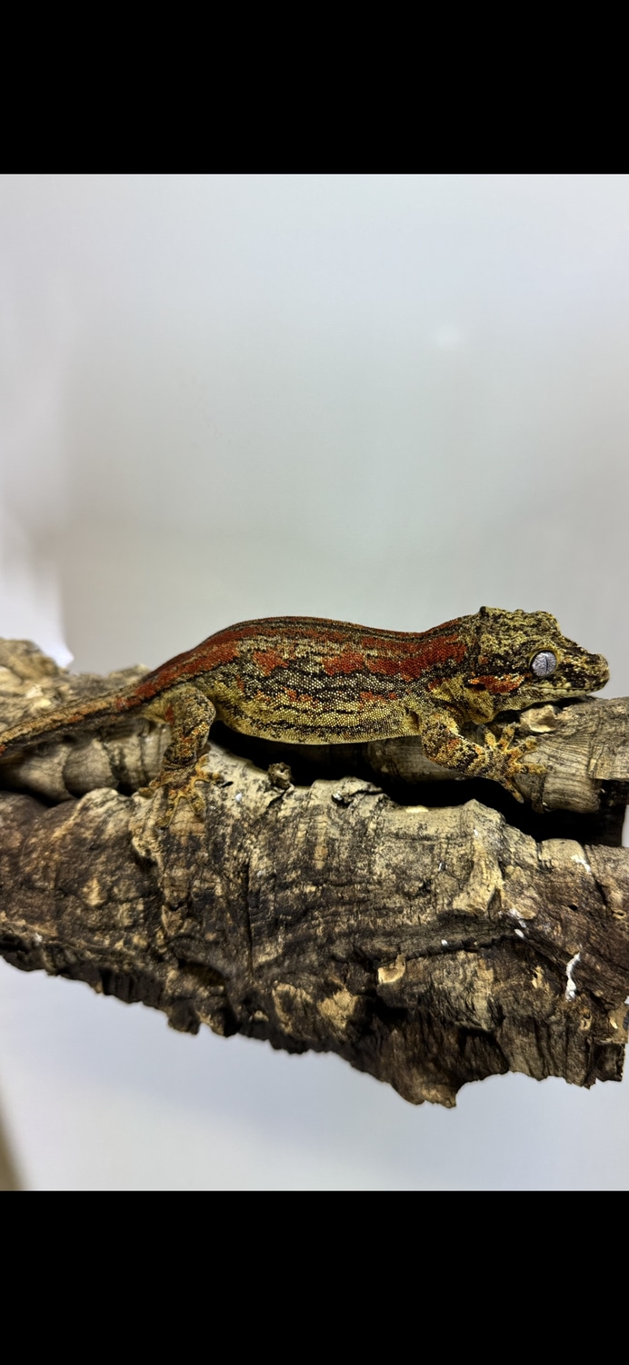 Red Striped Gargoyle Gecko by Pa.gecko - MorphMarket