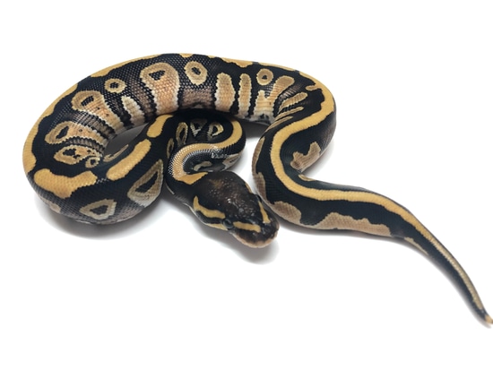 Mystic Poss Het Pied Ball Python by Villarino reptiles
