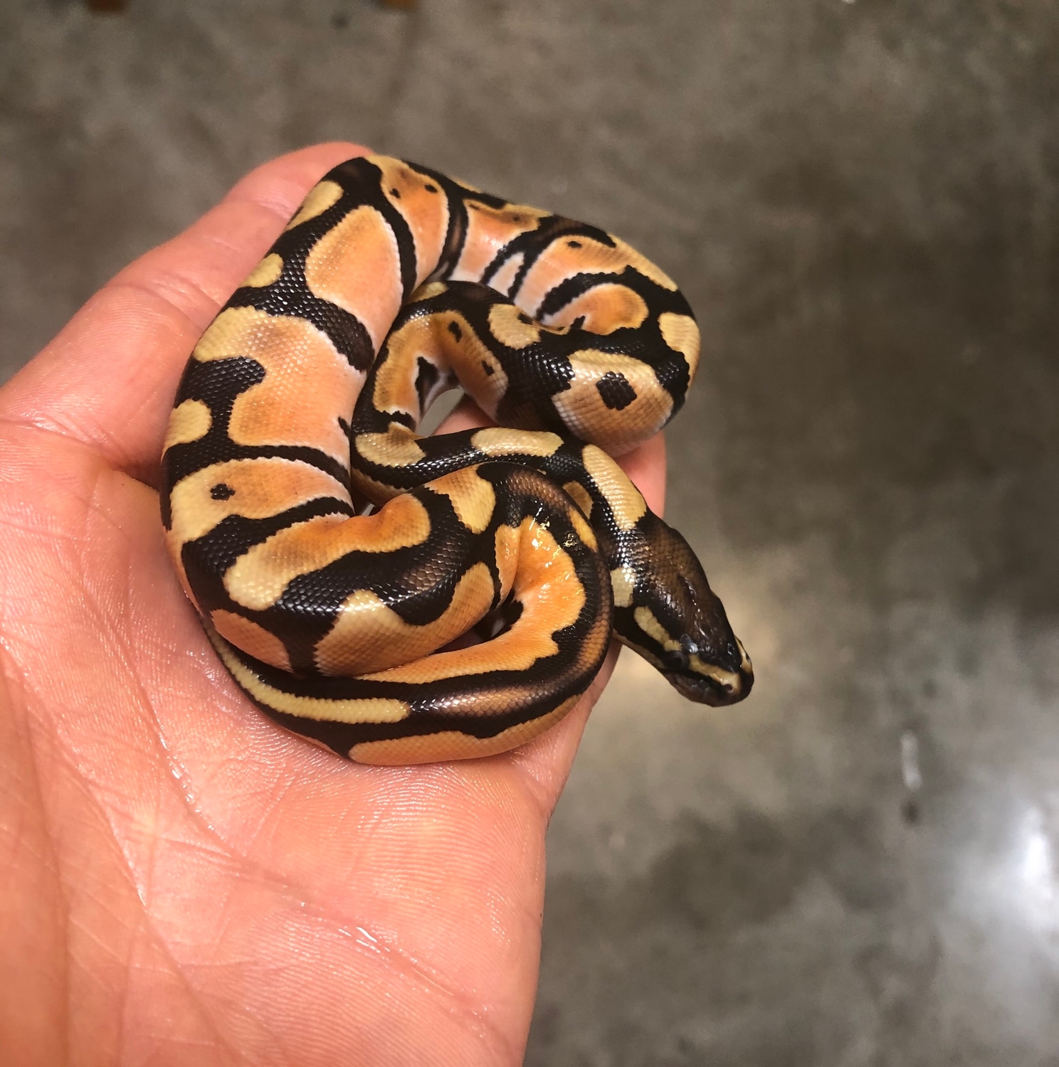 Super Orange Dream Ball Python by Villarino reptiles - MorphMarket