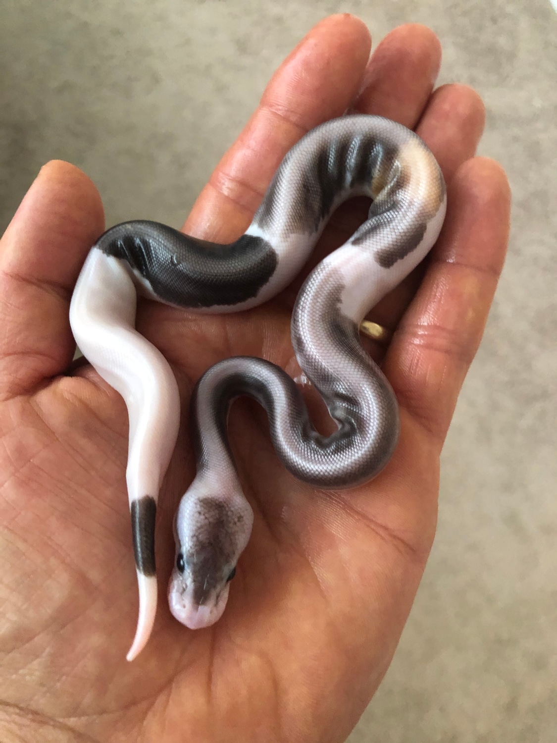 Grey Matter Ball Python by Villarino reptiles - MorphMarket