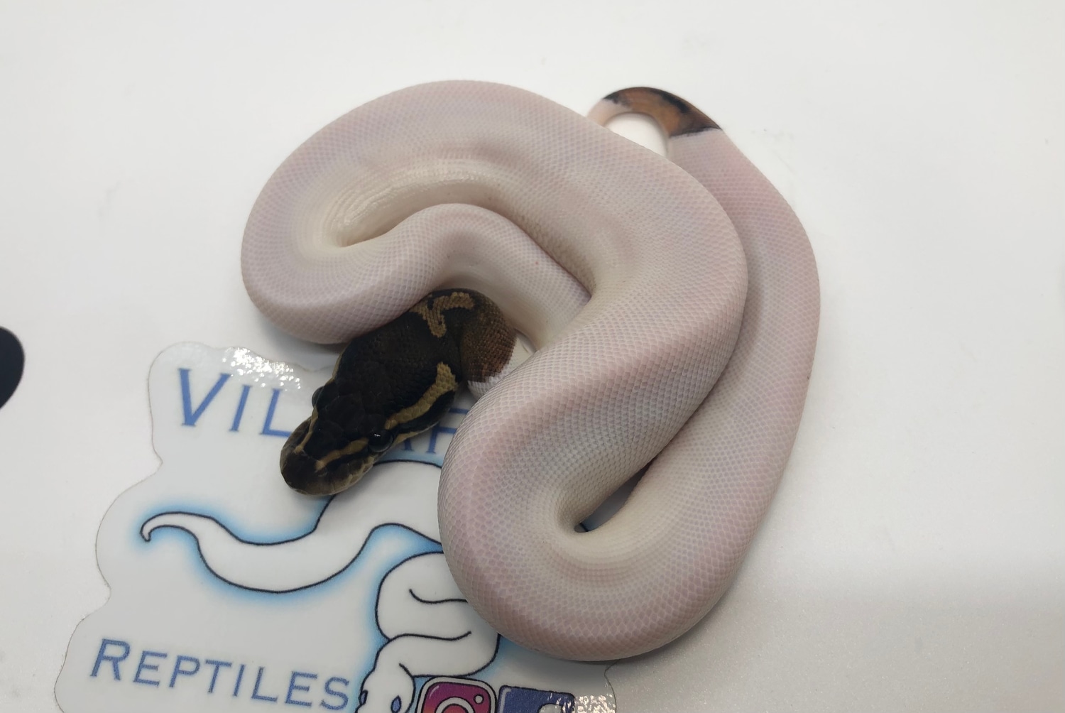 Black Pastel Pied Ball Python by Villarino reptiles - MorphMarket