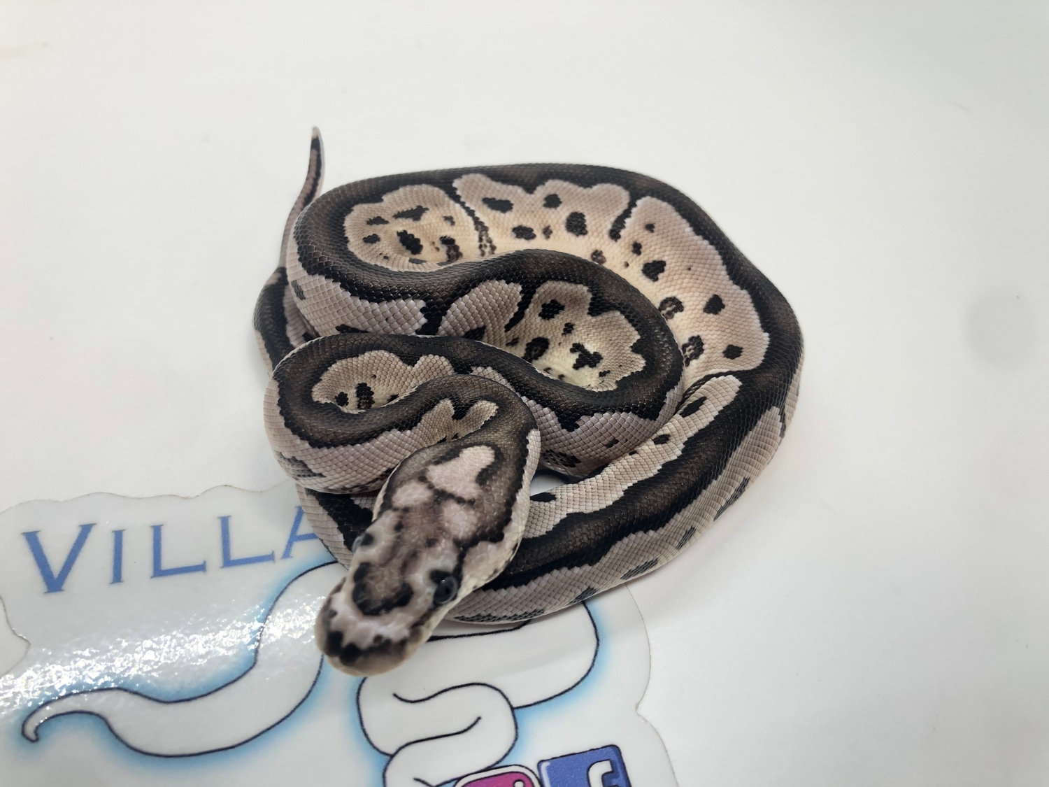 VPI Axanthic Clown Ball Python by Villarino reptiles - MorphMarket