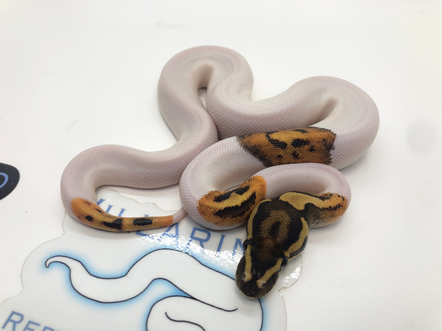 Fire Pied Ball Python by Villarino reptiles - MorphMarket