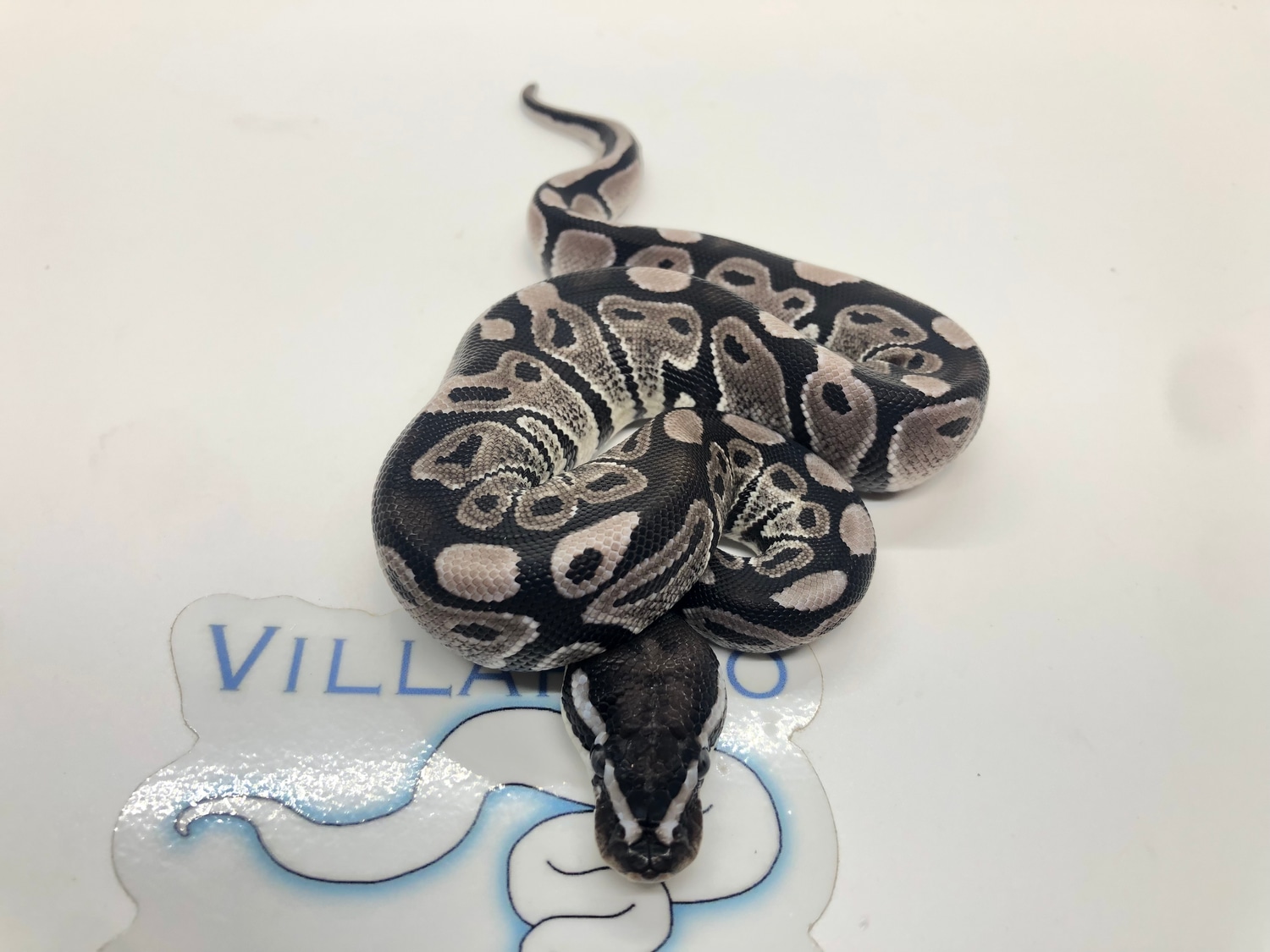 VPI Axanthic 66%Het Clown Ball Python by Villarino reptiles - MorphMarket
