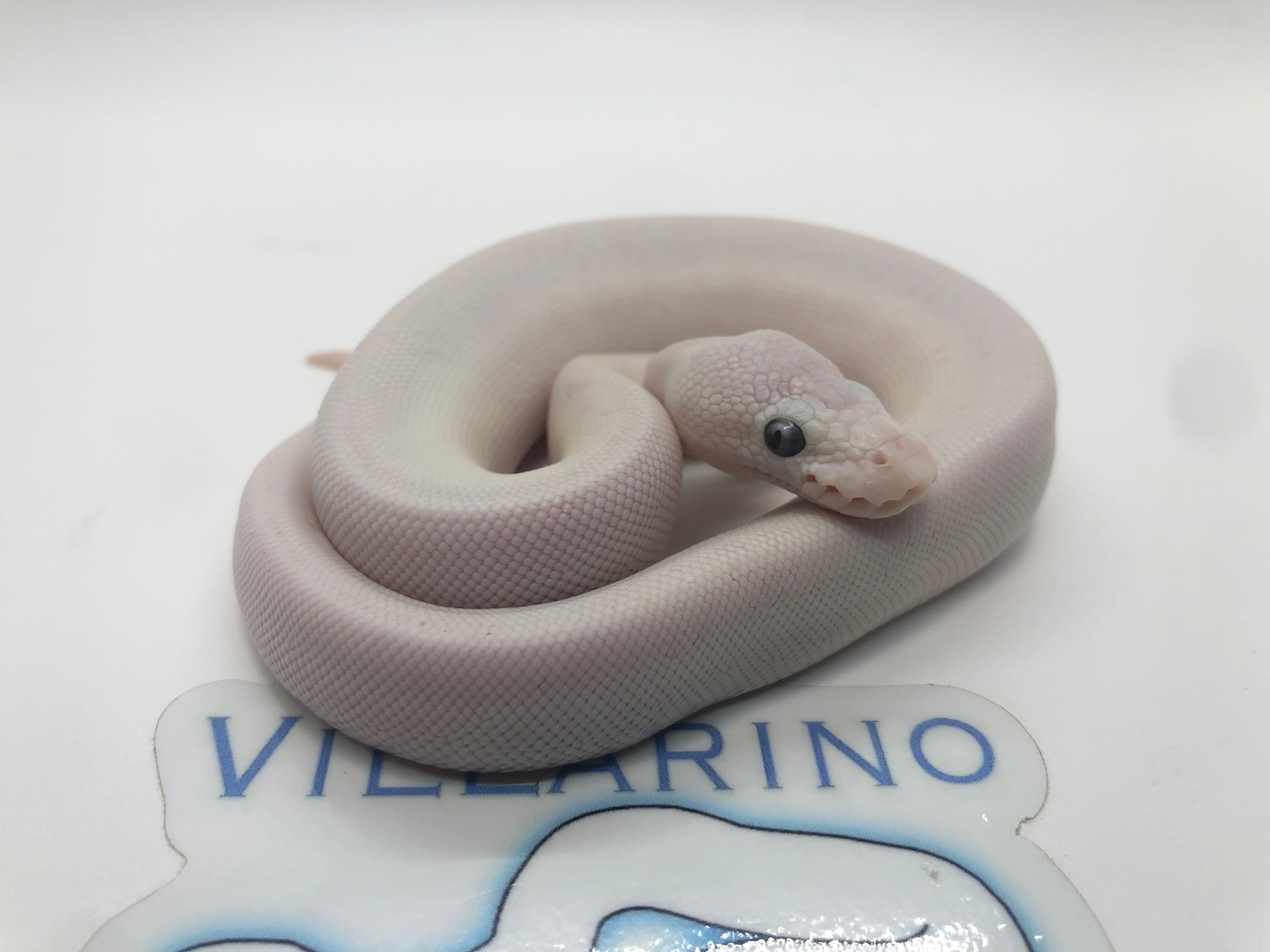 Blue Eyed Lucy Ball Python by Villarino reptiles - MorphMarket