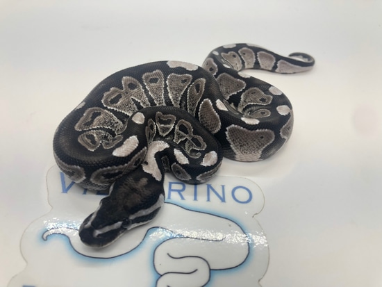 VPI Axanthic 50% Het Clown Ball Python by Villarino reptiles